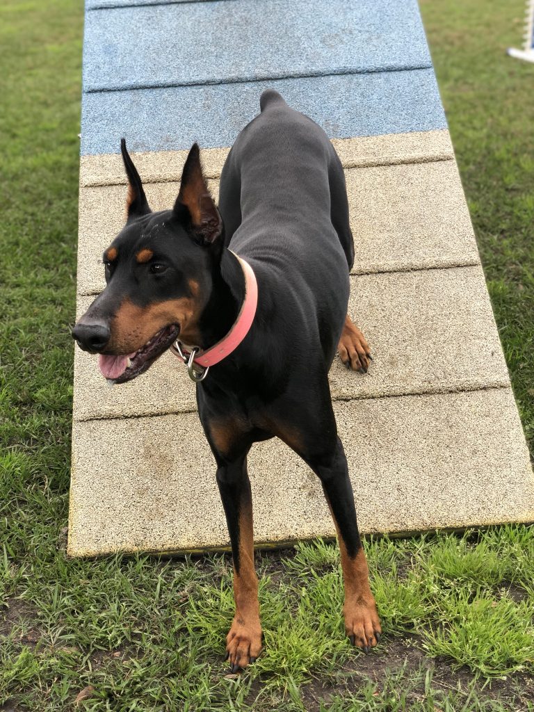 Home - Ashley's Dog Sports