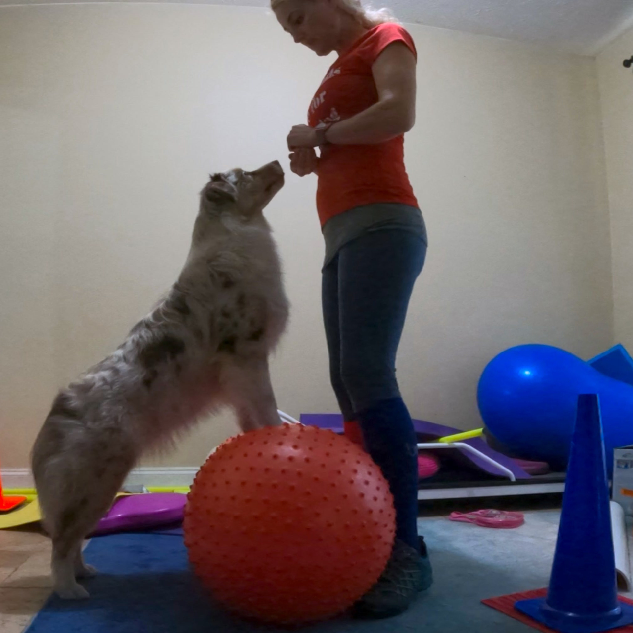 Learn about Canine Conditioning - Ashley's Dog Sports