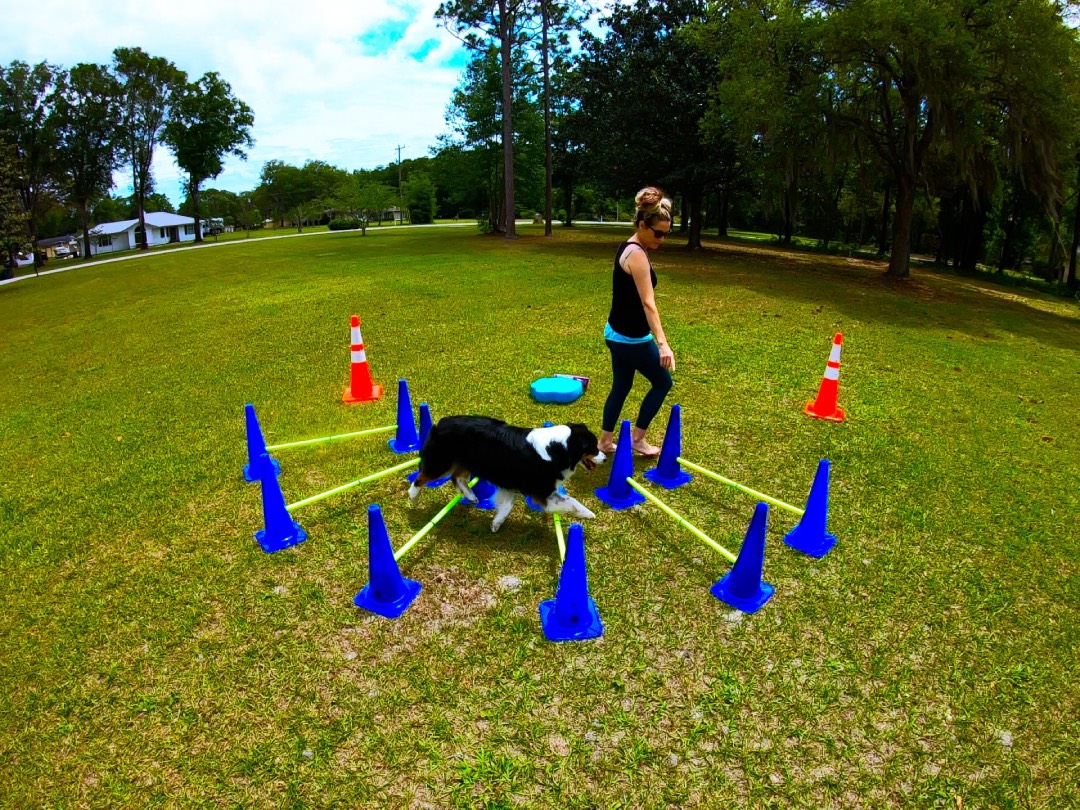 Conditioning with Cavaletti Poles - Ashley's Dog Sports